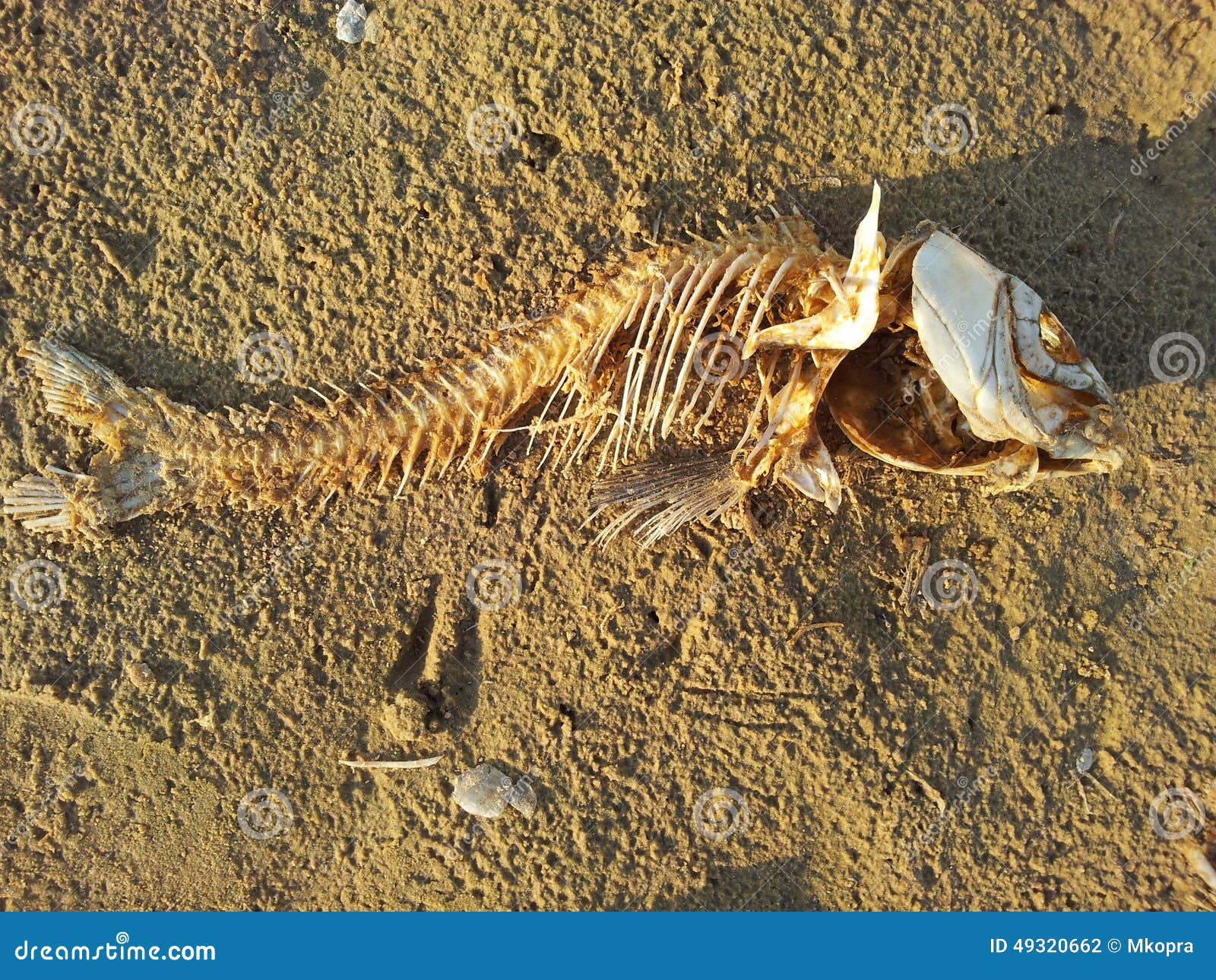 Fish skeleton stock photo. Image of shore, fish, bones - 49320662