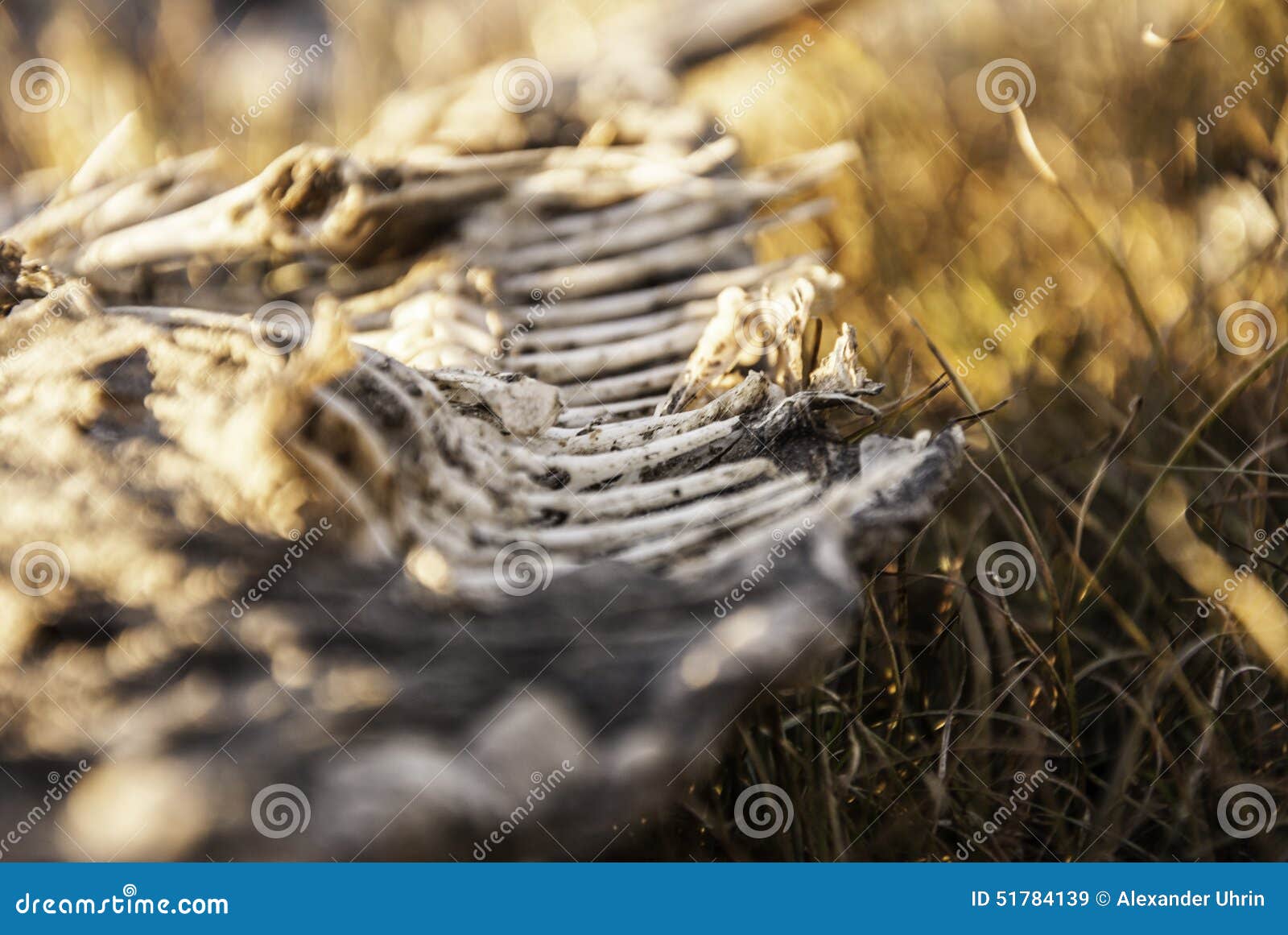 A Fish Skeleton Carcass Laying on a Beach. Stock Image - Image of earth ...