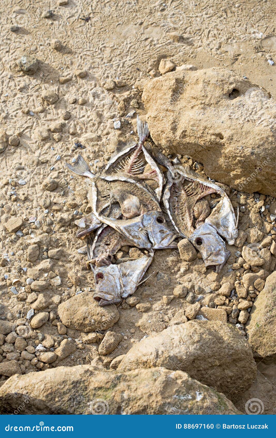 Fish Skeleton Carcass Laying on a Beach Stock Photo - Image of death ...