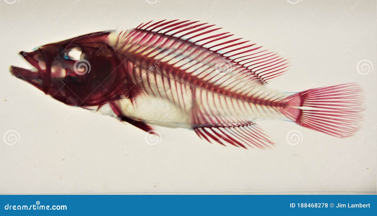 Fish Skeleton on Display at Fishing Store. Stock Photo - Image of fish ...