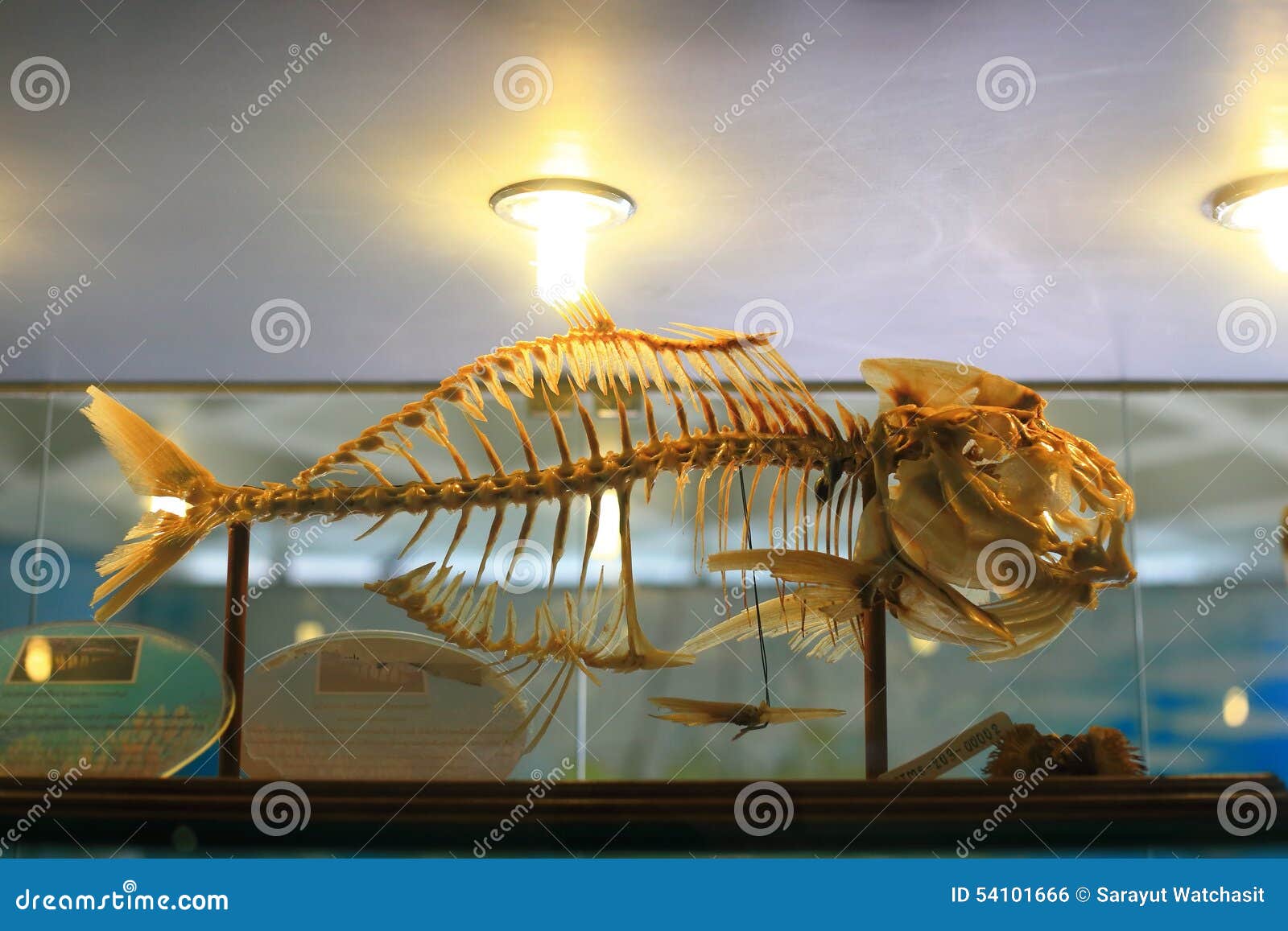 Fish Skeleton Editorial Photo | CartoonDealer.com #101371679