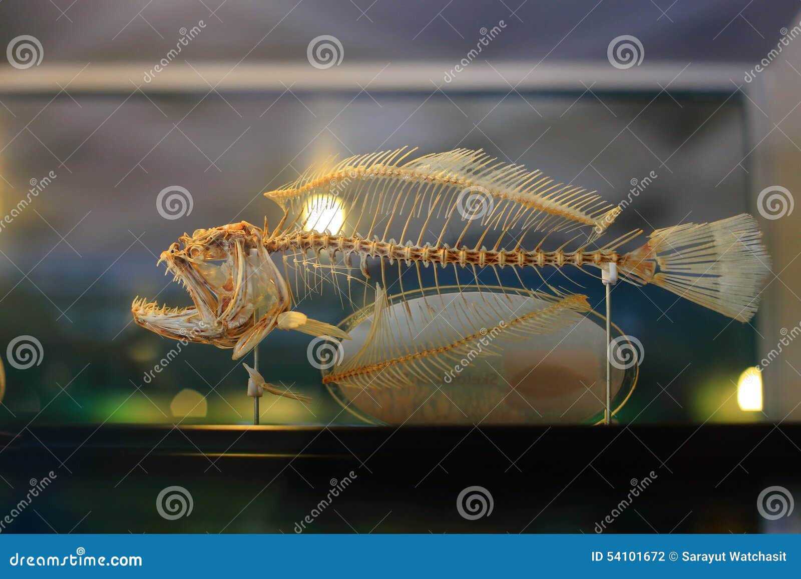 Fish skeleton editorial photography. Image of marine - 54101672