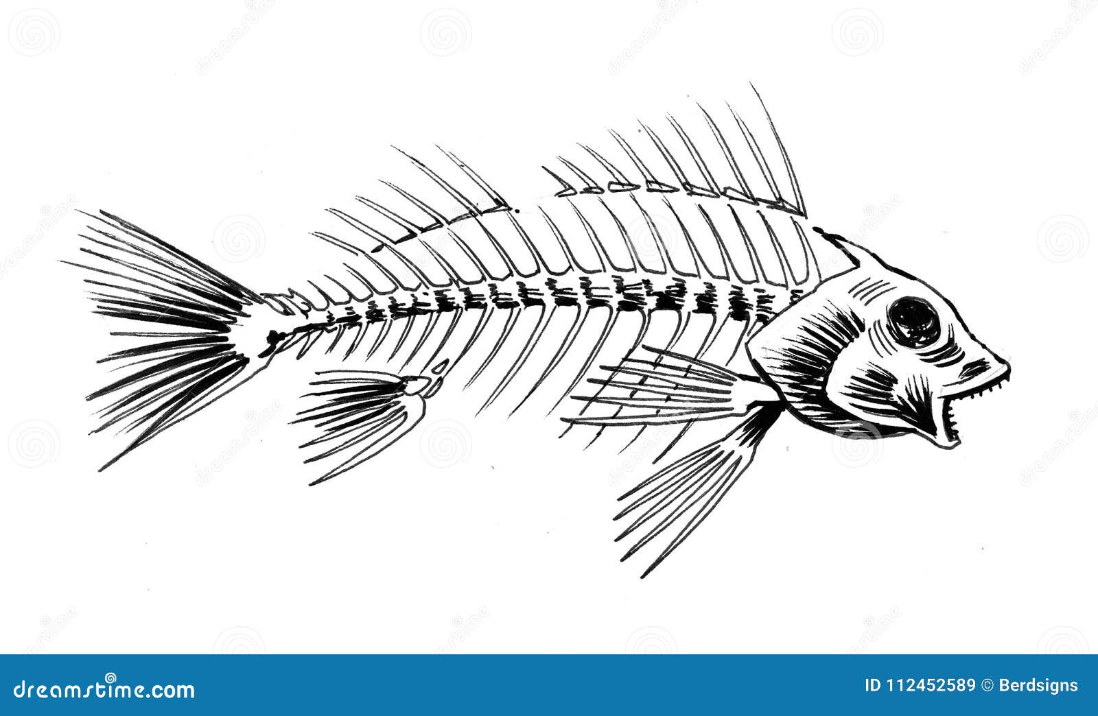 Fish skeleton stock illustration. Illustration of sketch - 112452589