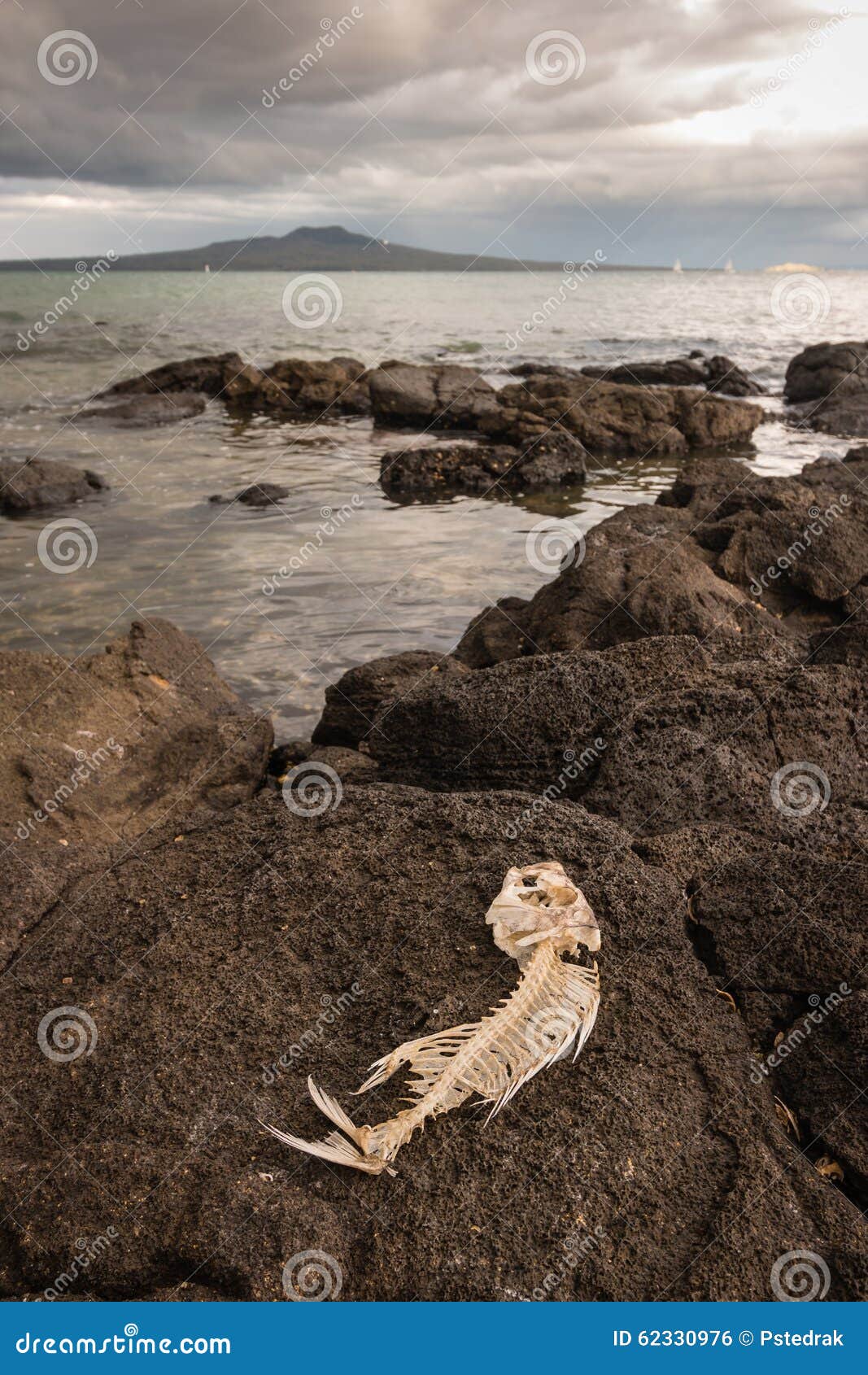 Fish Skeleton Lying on Rocks Stock Photo - Image of closeup ...