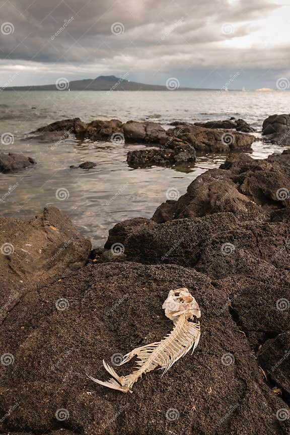 Fish Skeleton Lying on Rocks Stock Photo - Image of closeup ...