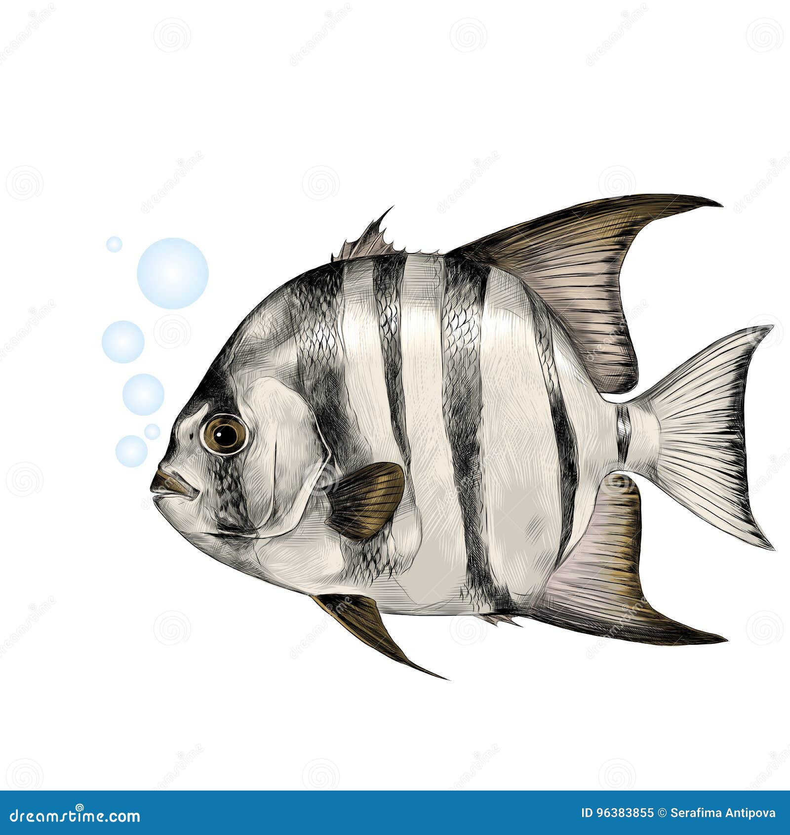 Atlantic Cod Fish Hand Drawing Vintage Engraving Illustration ...