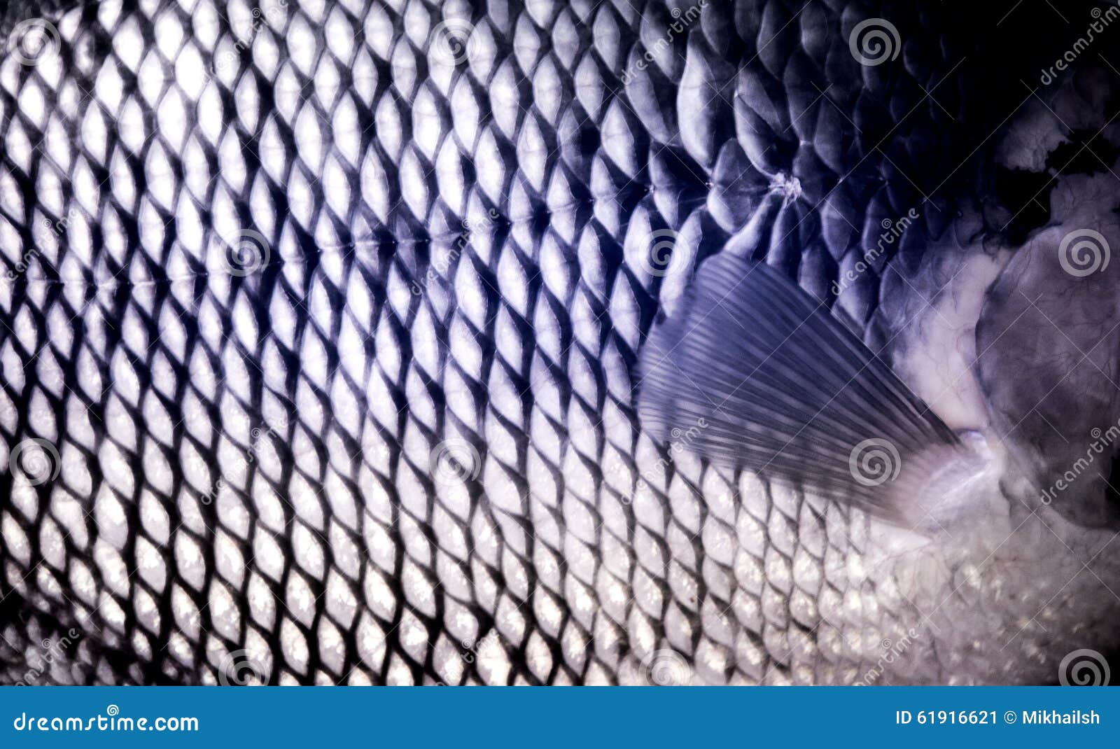 Fish skin close up stock image. Image of skin, background - 61916621