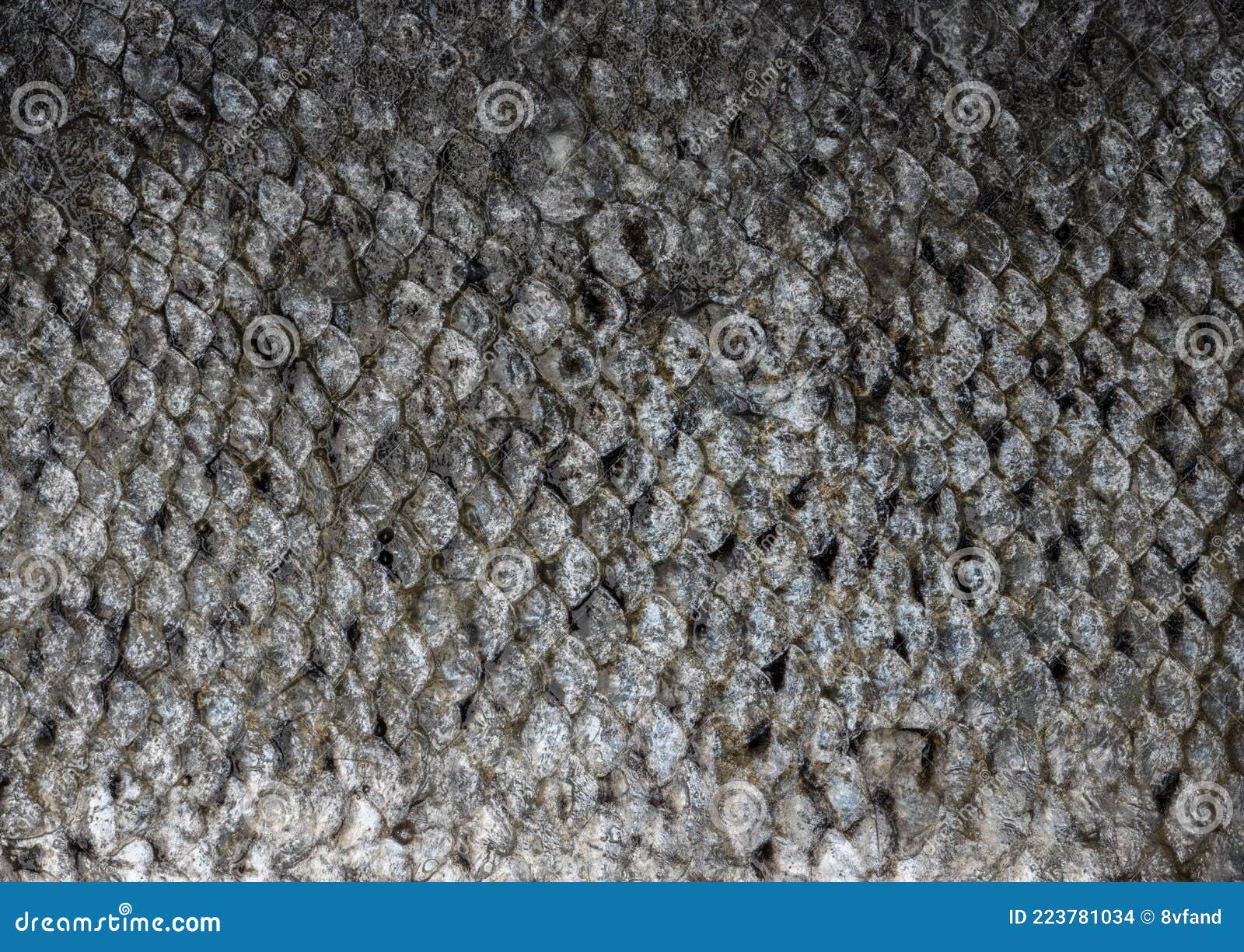 Fish Skin Close Up Structure Background Stock Photo - Image of scales ...