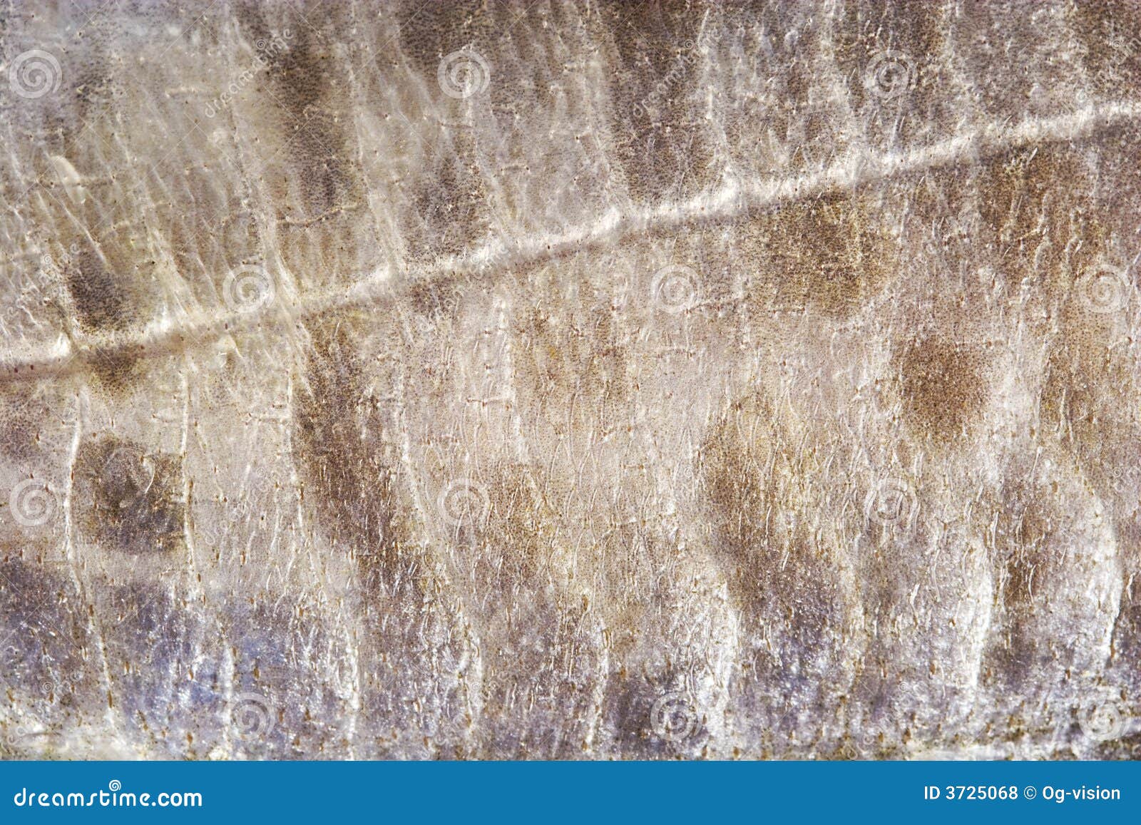 Fish skin texture stock photo. Image of skin, abstract - 3725068