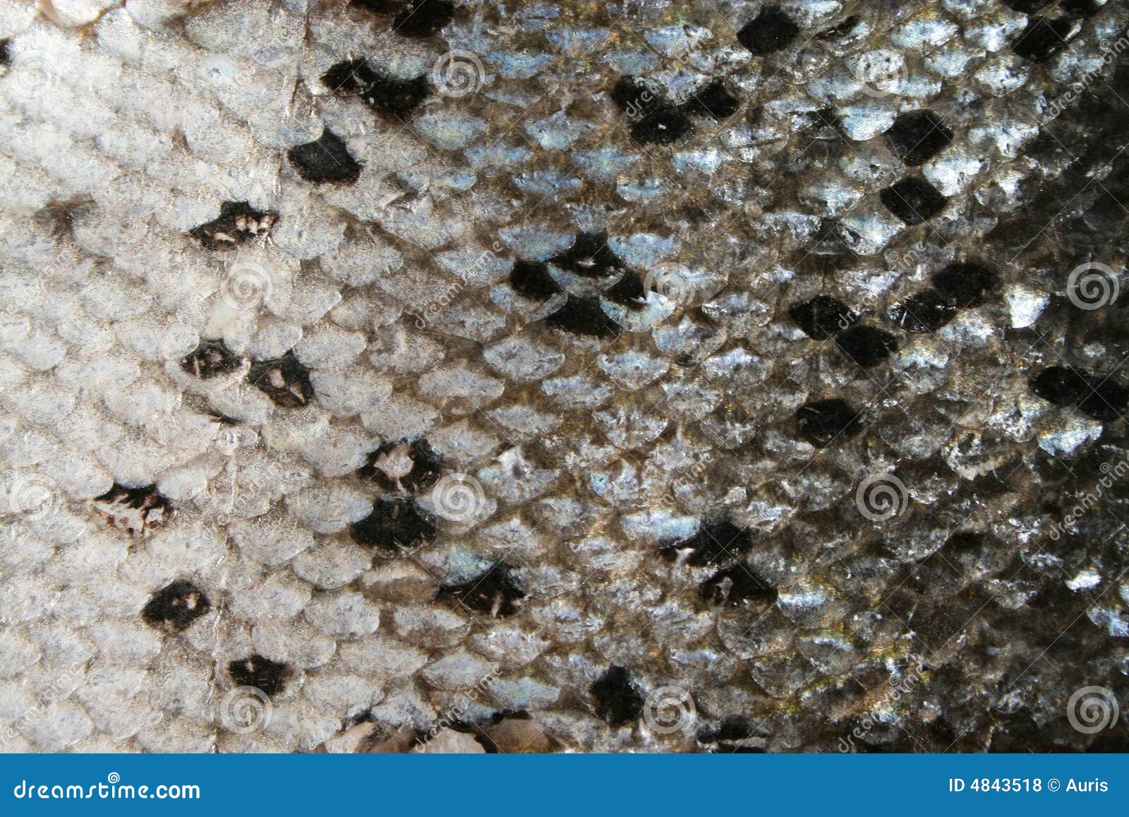 Fish skin texture stock photo. Image of texture, grey - 4843518