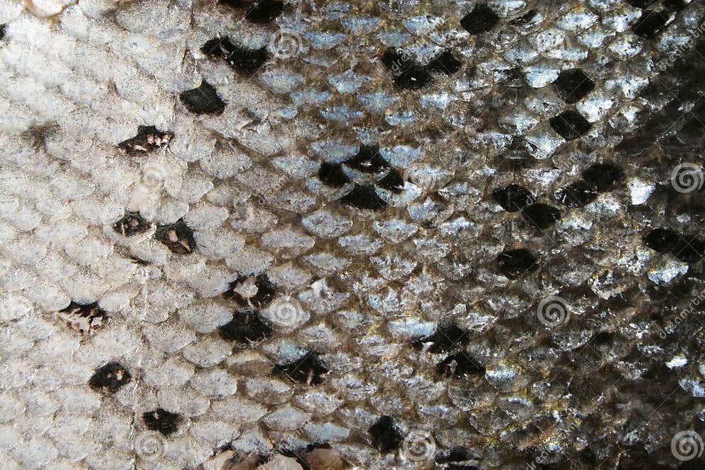 Fish skin texture stock photo. Image of texture, grey - 4843518