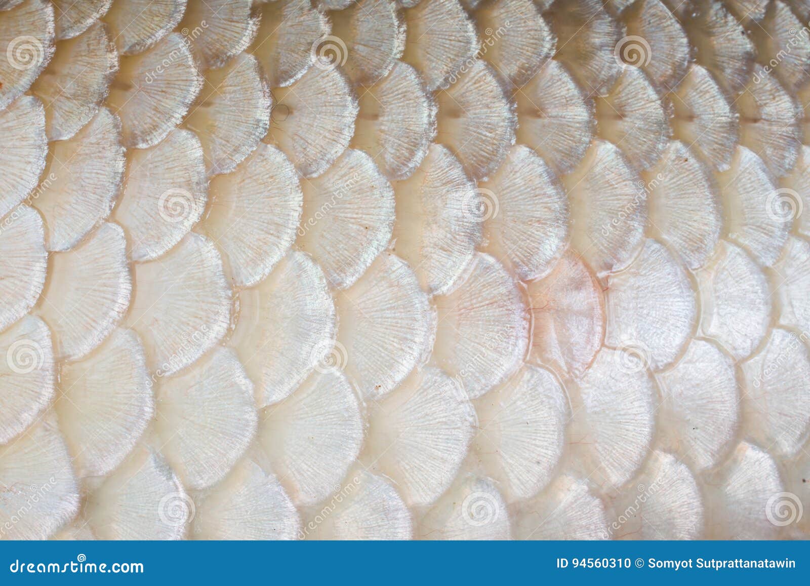 Fish Skin Texture Stock Photos - Download 2,701 Royalty Free Photos