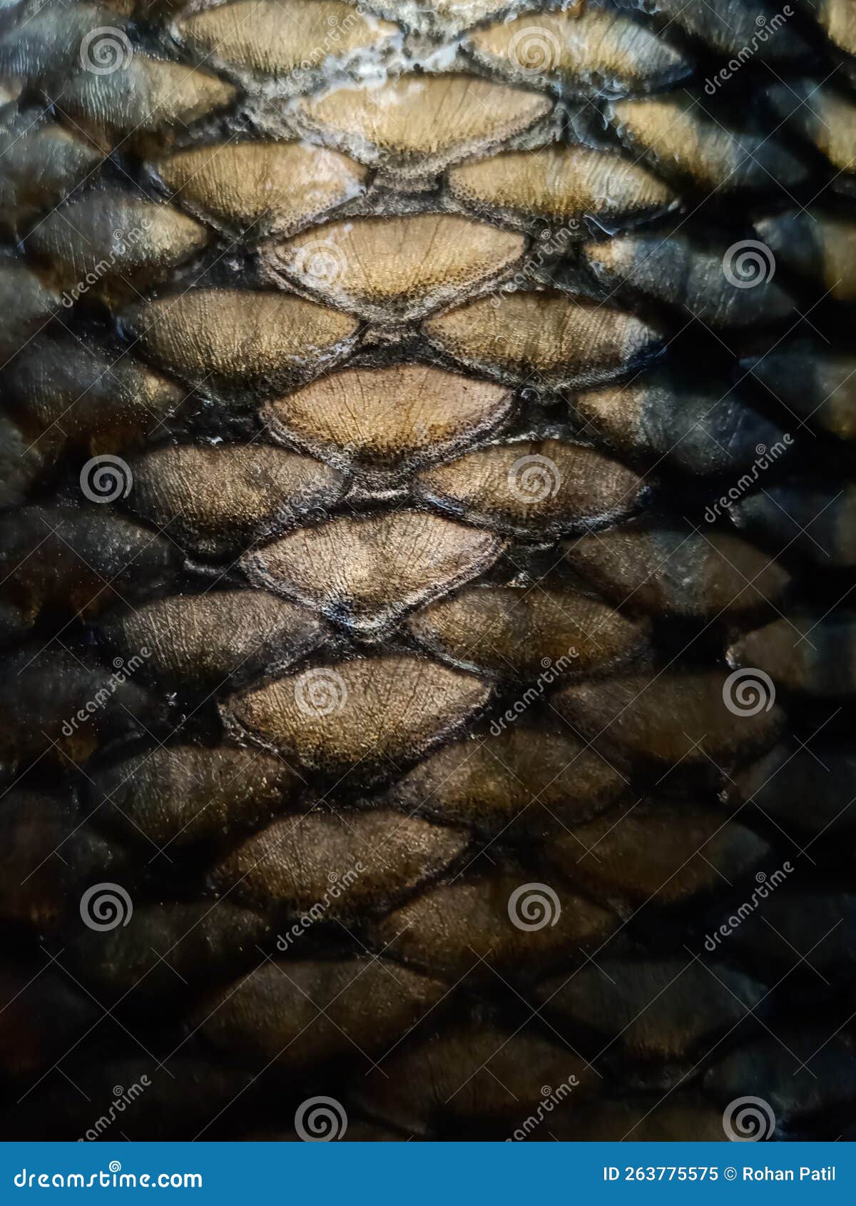 Fish Skin Texture for Textile or Background Use Stock Image - Image of ...