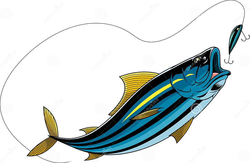 Skipjack Tuna Fish Catching the Fishing Lure Graphic Design Stock ...