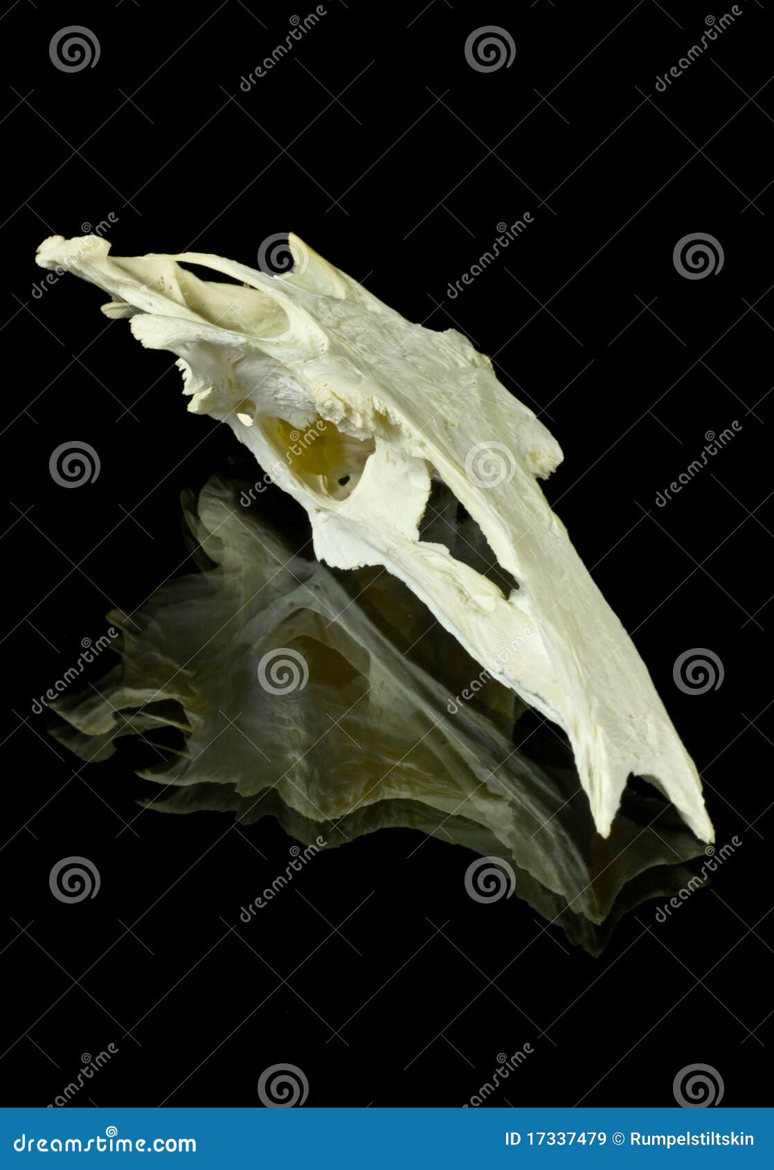 Fish skull stock image. Image of glass, nature, bone - 17337479