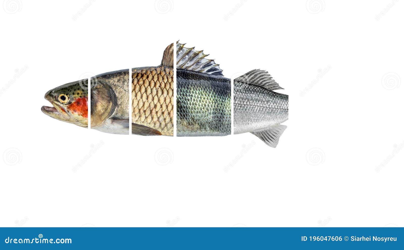 Fish Slices. Different Types of Fish are Collected in One Whole Stock ...