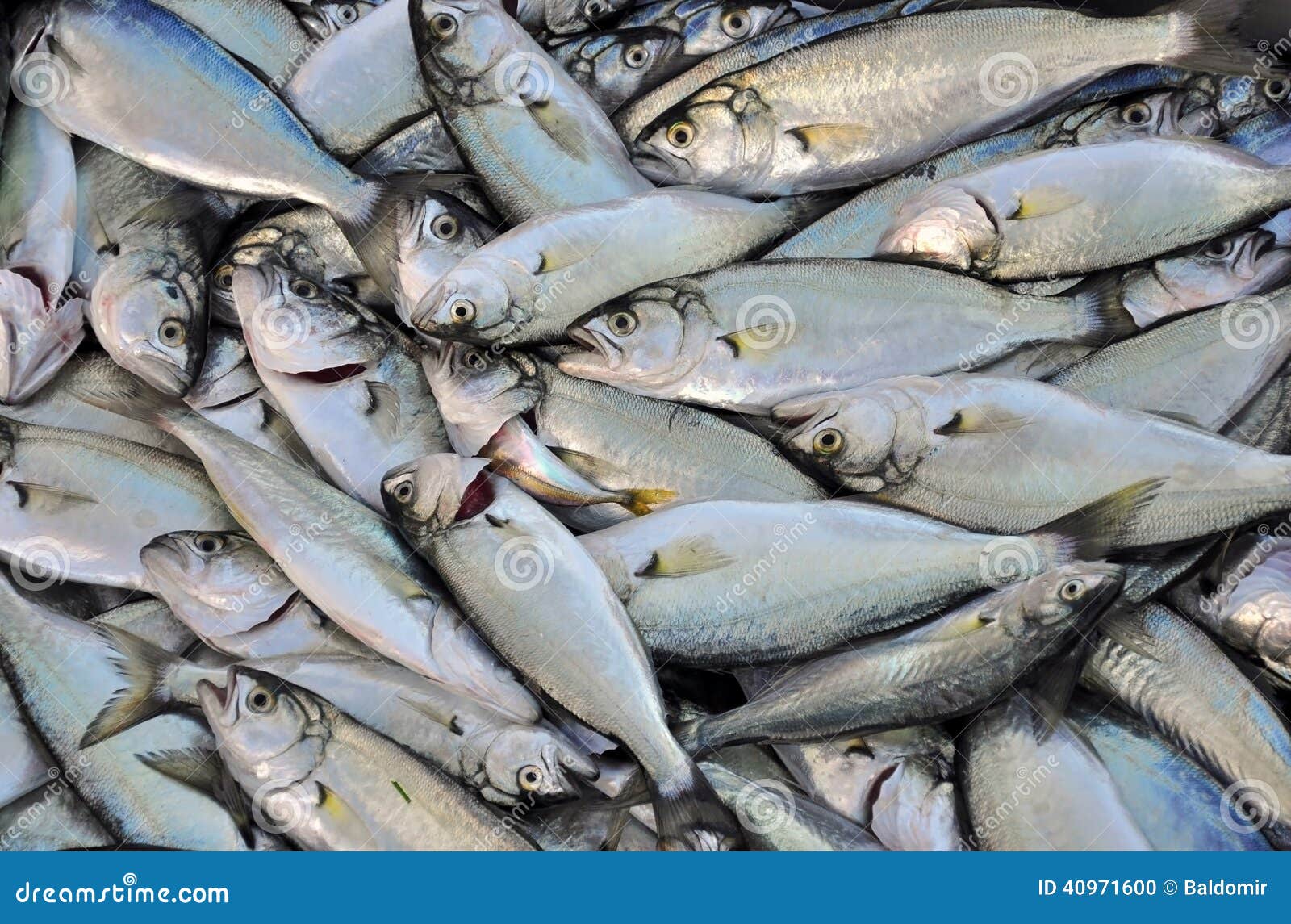 Fish, small bluefish stock photo. Image of catch, delicious - 40971600