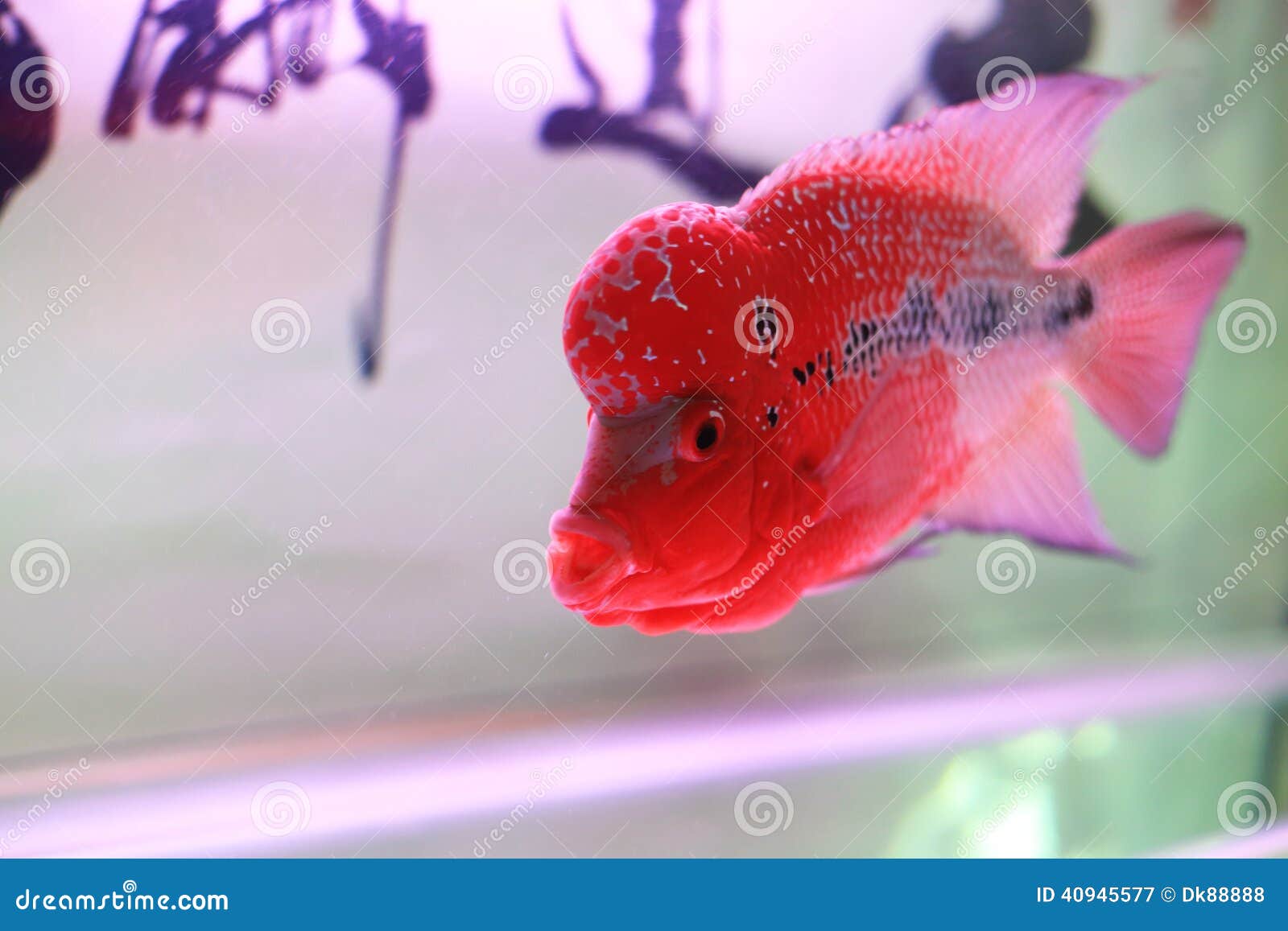 Fish in small bowl stock image. Image of aquarium, goldfish - 40945577