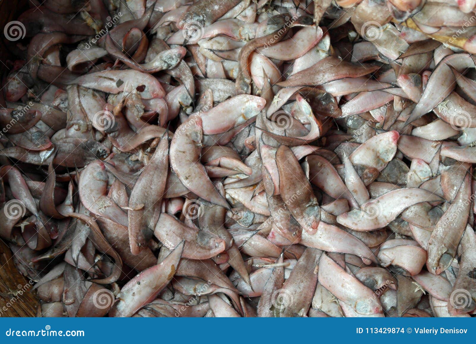 Fish stock photo. Image of fishery, catch, large, seafood - 113429874