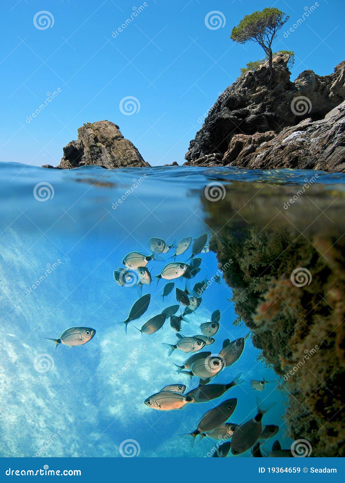 Fish and small island stock image. Image of surface, coastline - 19364659