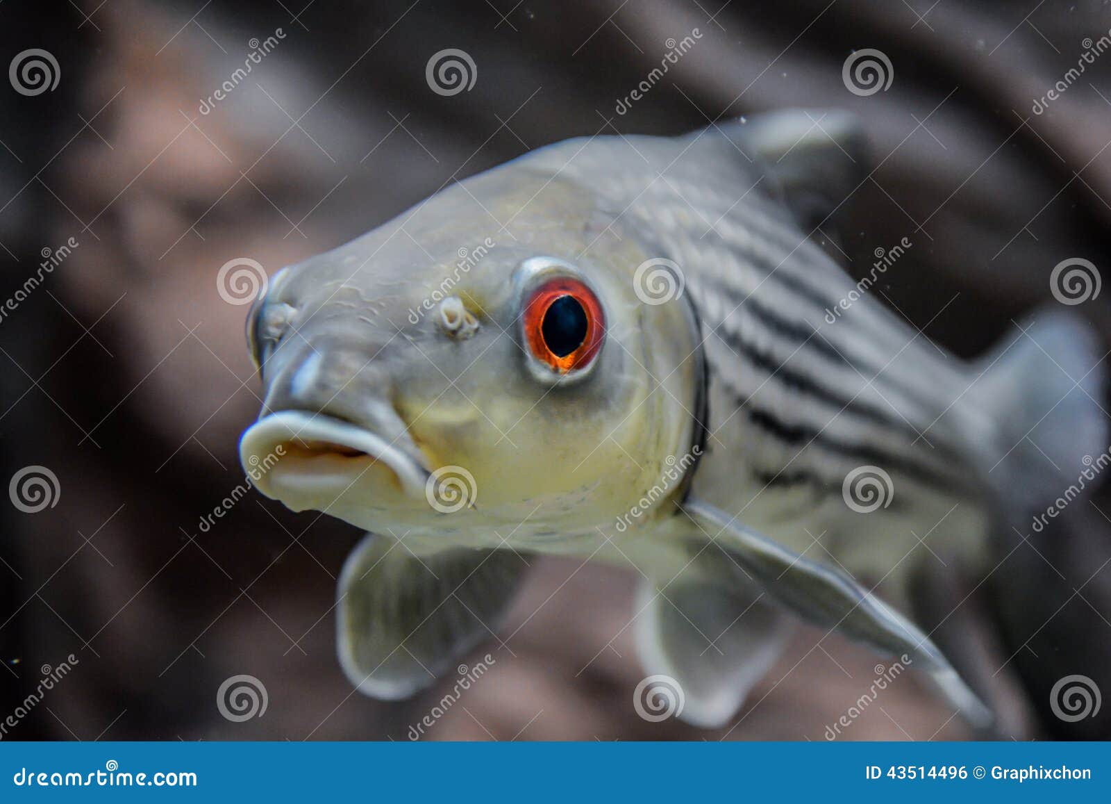 Fish stock photo. Image of fish, alive, natural, nature - 43514496