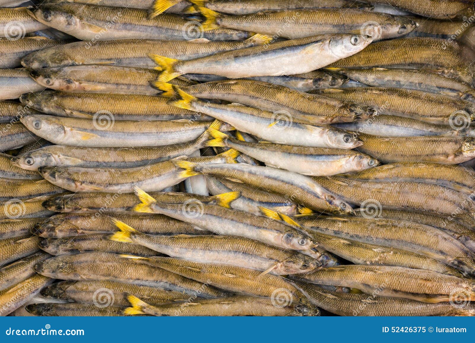 Fish Smelt stock image. Image of nature, fishing, groceries - 52426375