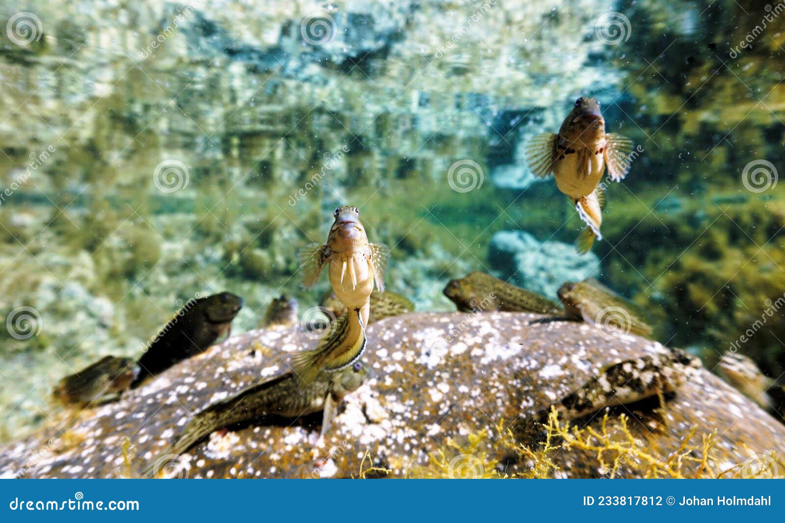 Fish with a Smile Posing in Front of the Camera Stock Photo - Image of ...