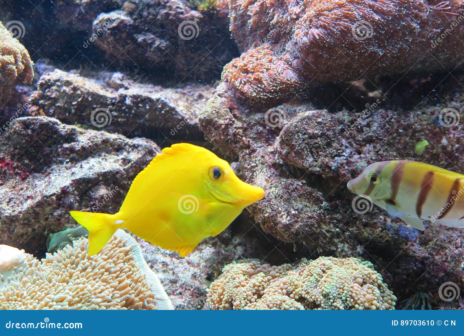 FISH SMILING stock photo. Image of rock, fish, yellow - 89703610