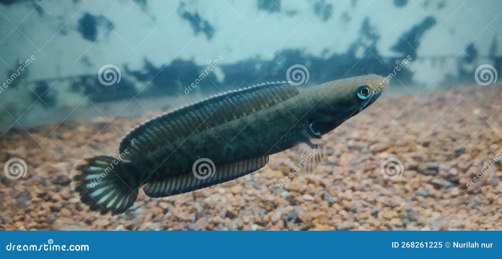 Fish Snake Head Aquarium Star Indo Treding Hobby Stock Image - Image of ...