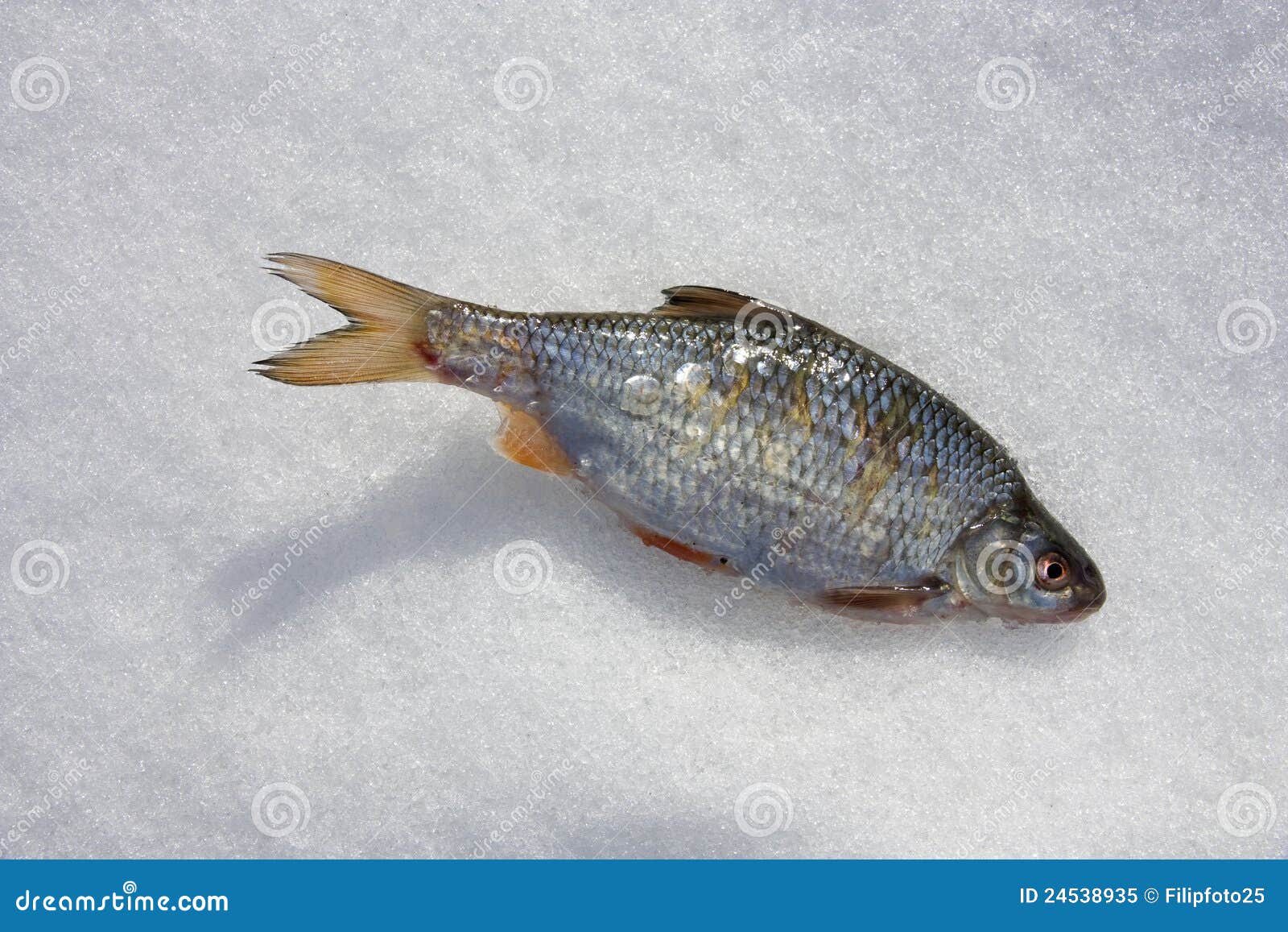 Fish in the snow stock image. Image of fresh, recreational - 24538935