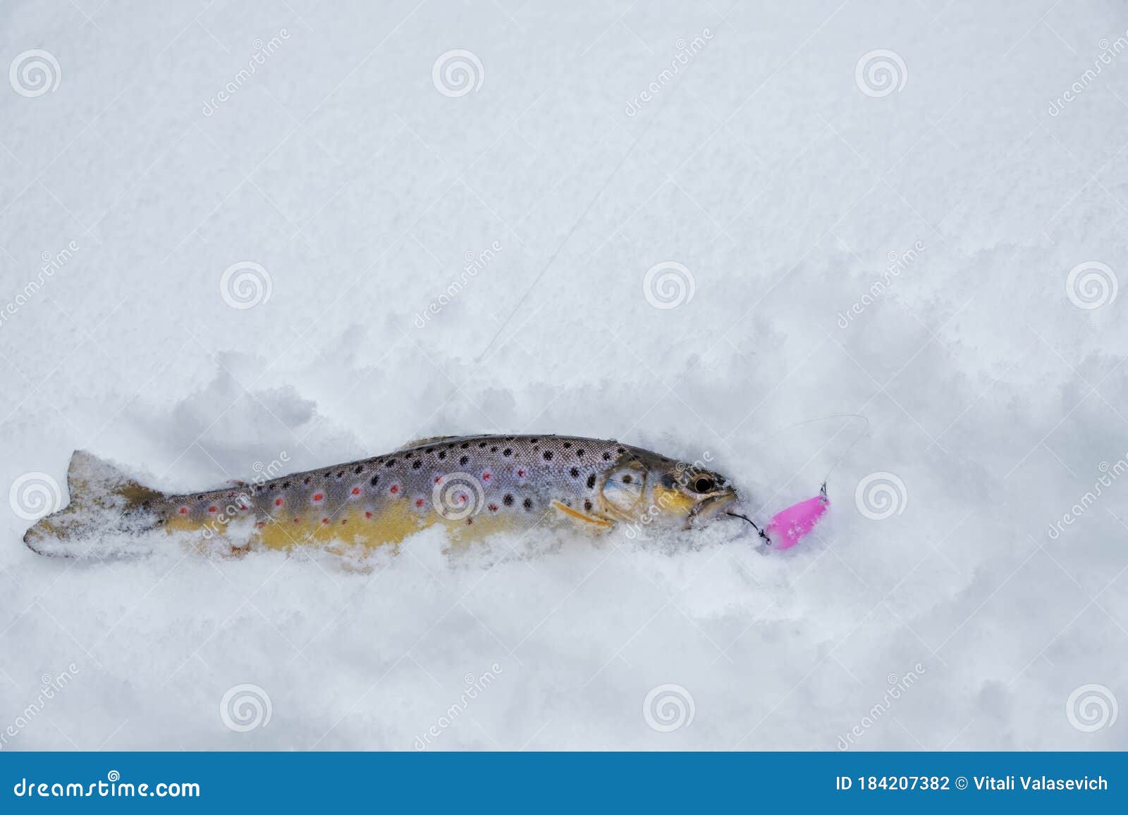 Fish in the Snow. Fishing for Trout Stock Photo - Image of salmon ...