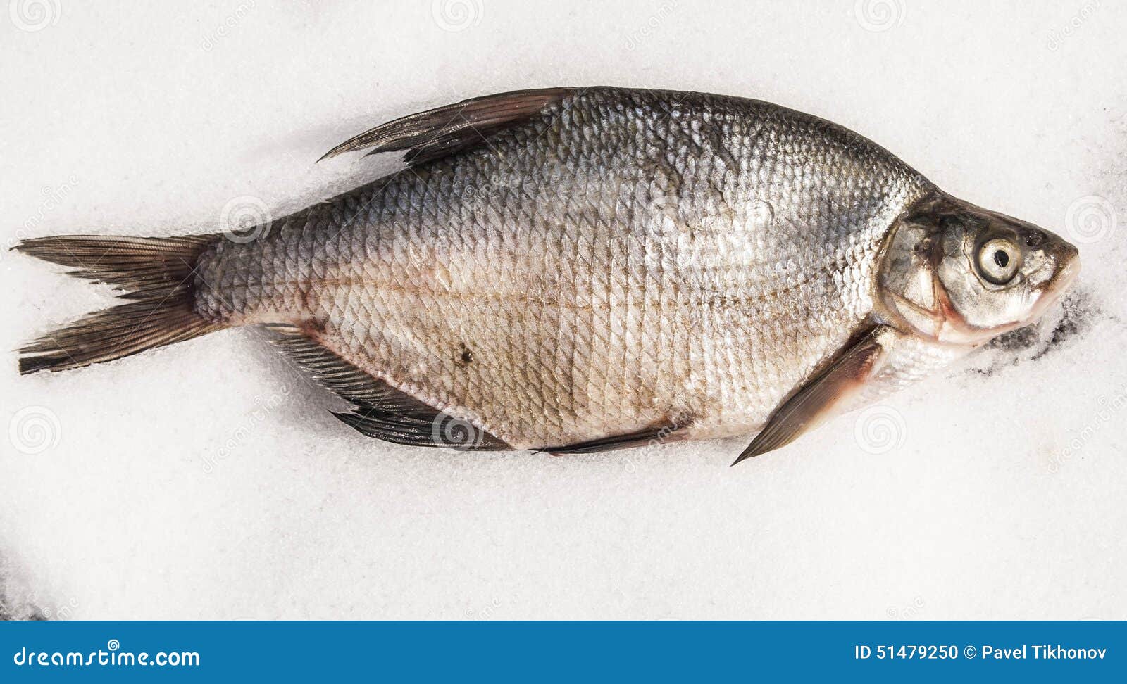 Fish in the snow stock photo. Image of cold, freshwater - 51479250