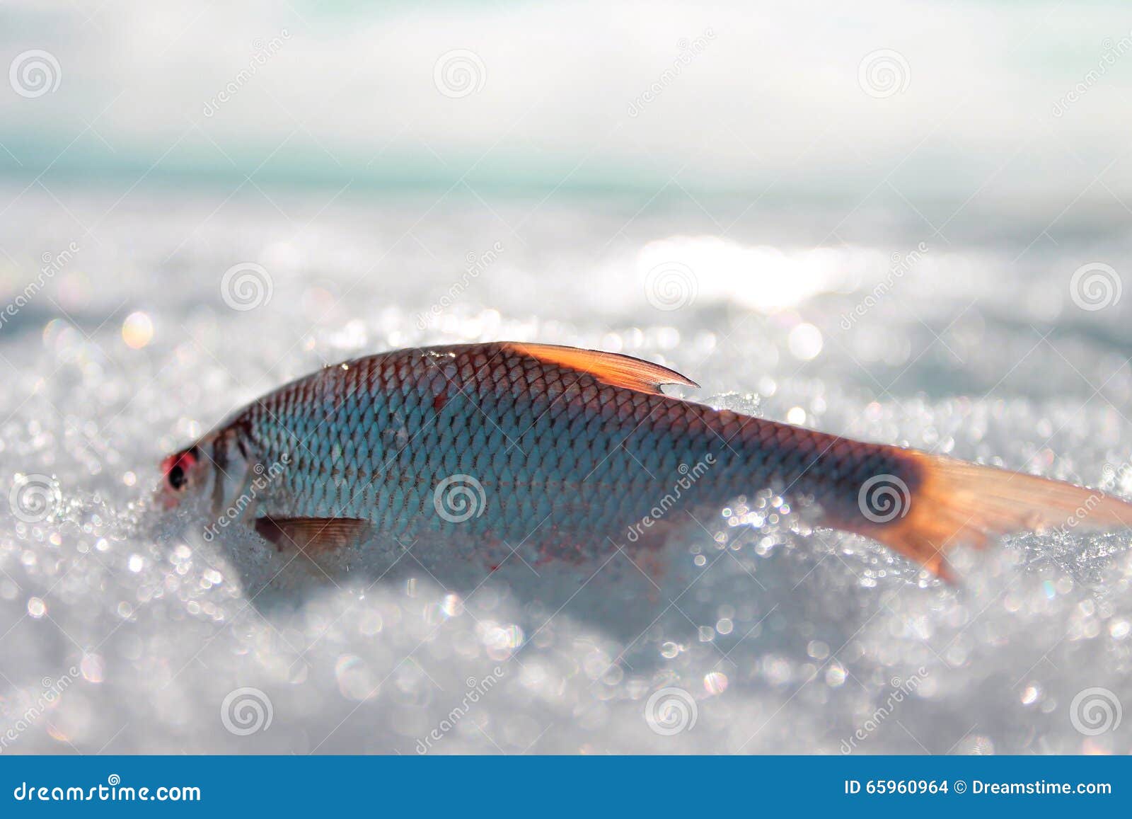 Fish on snow stock photo. Image of winter, sunlight, fresh - 65960964