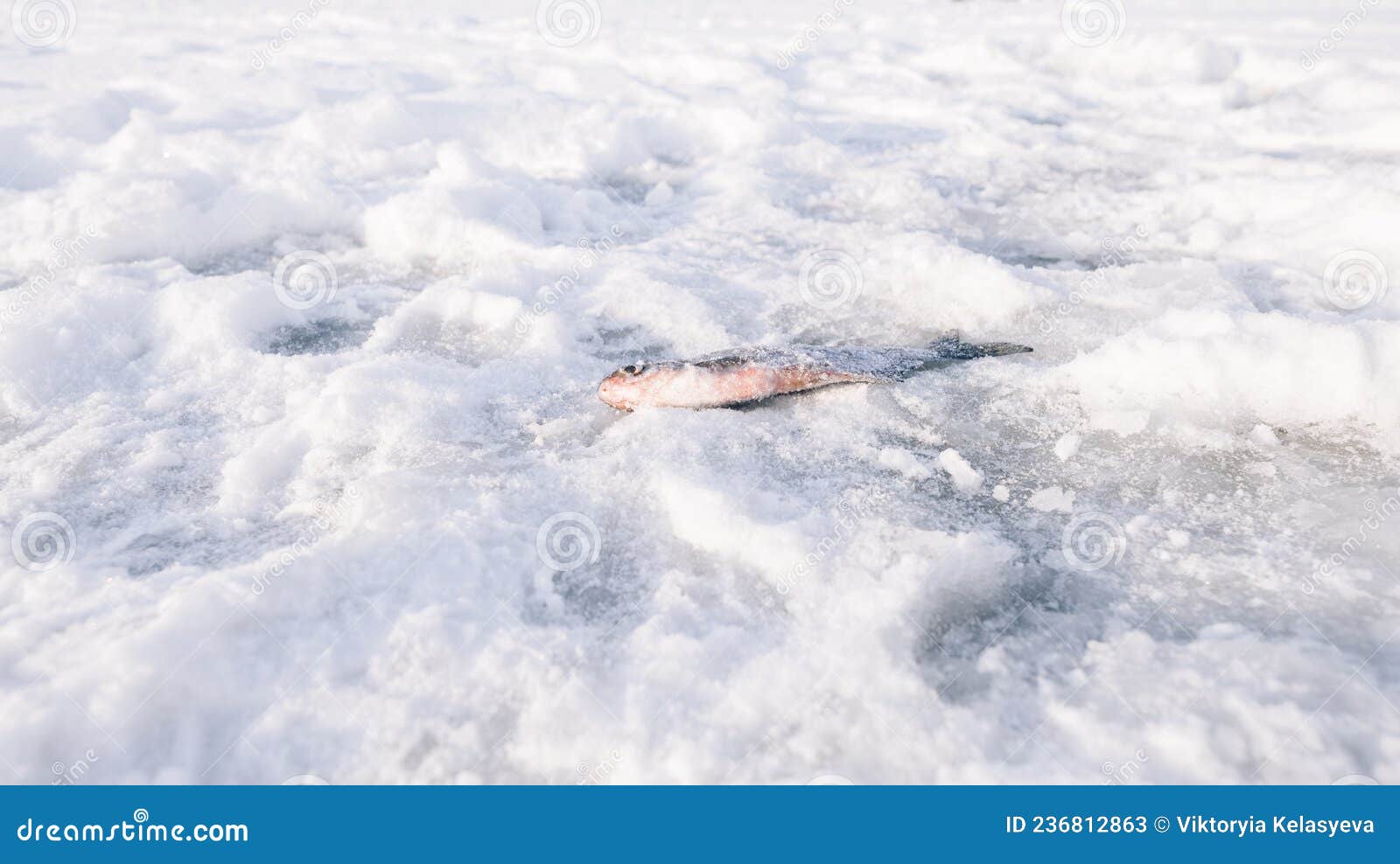Fish in the Snow. Winter Fishing Stock Image - Image of cold, lake ...