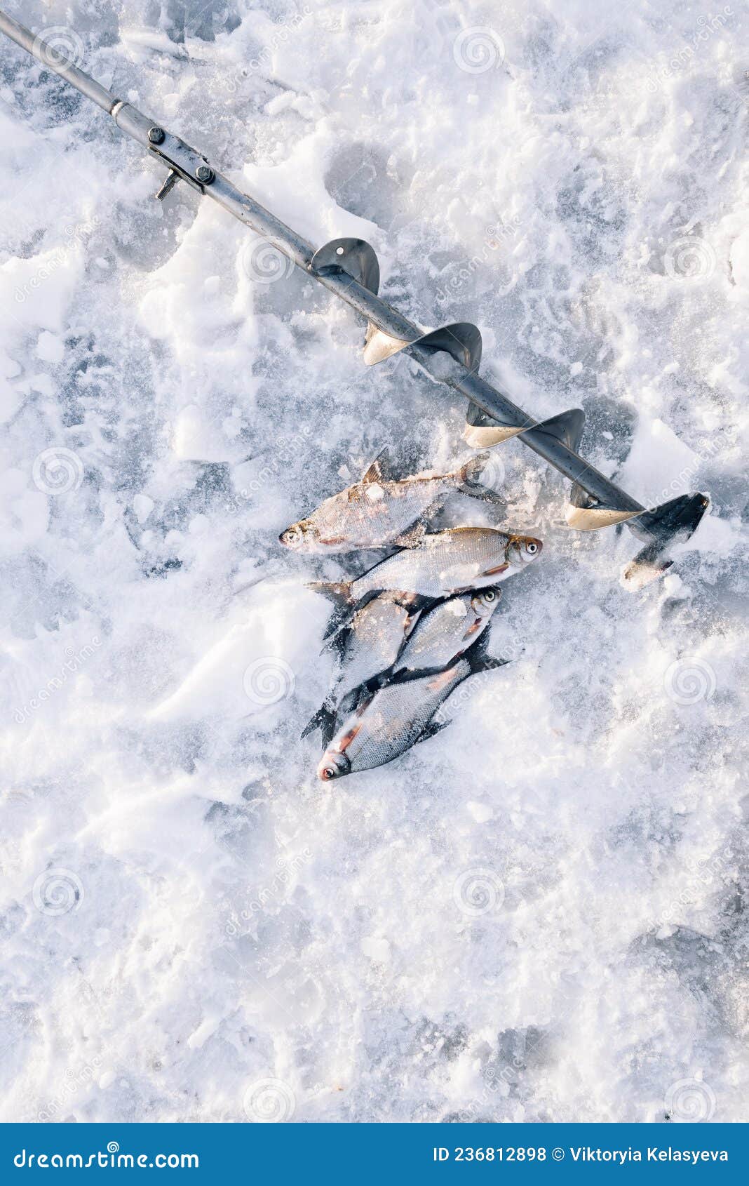 Fish in the Snow. Winter Fishing Stock Photo - Image of fresh, boer ...