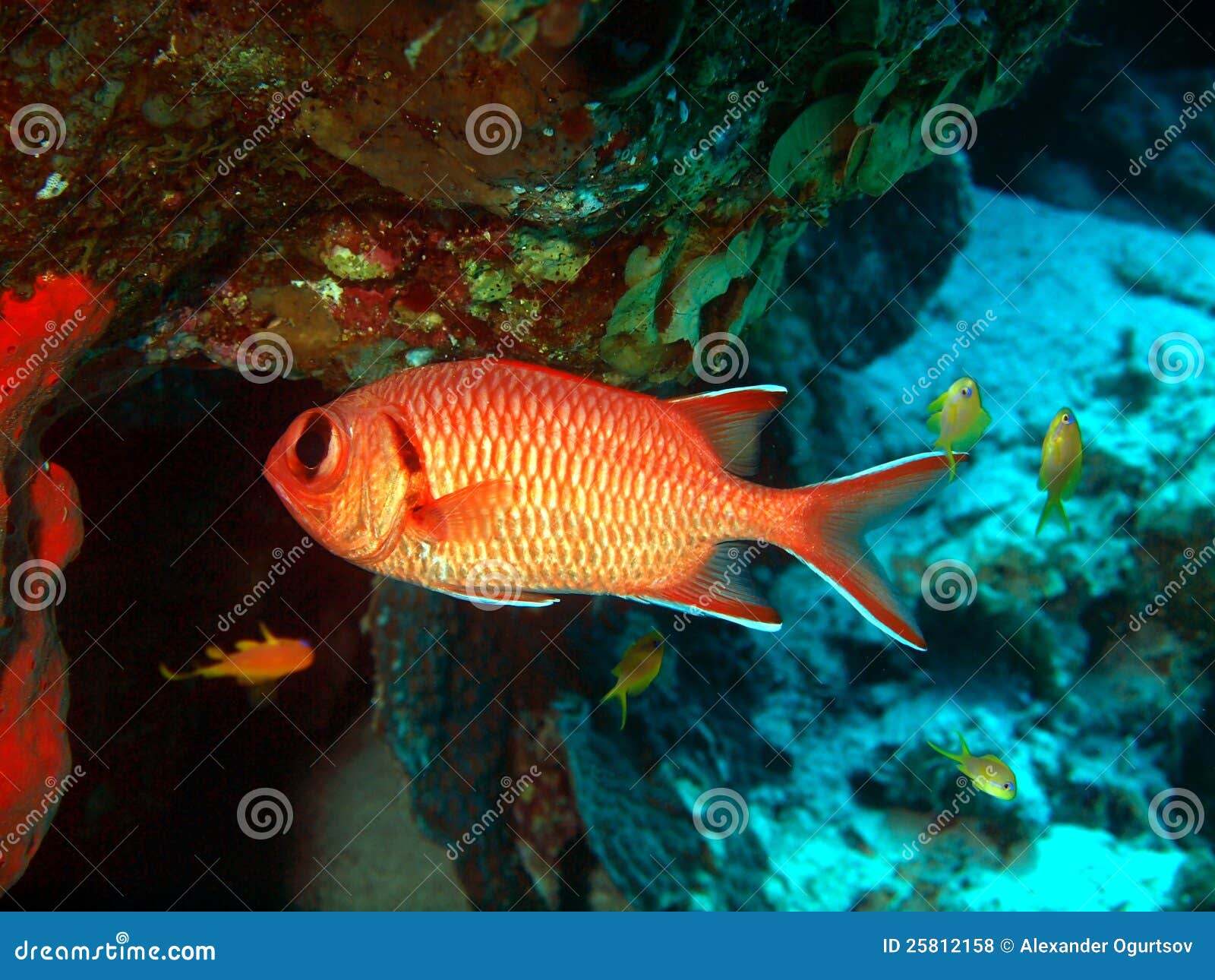 Fish-soldier stock photo. Image of nature, water, animal - 25812158
