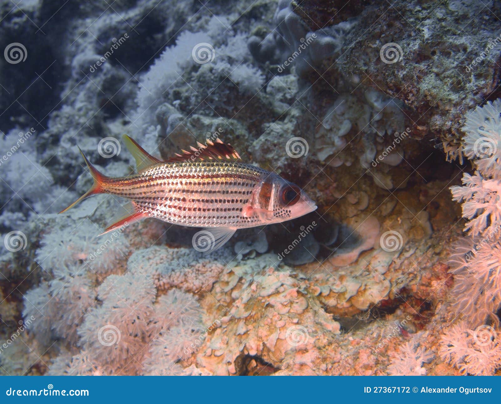 Fish-soldier stock photo. Image of tropic, ocean, organism - 27367172