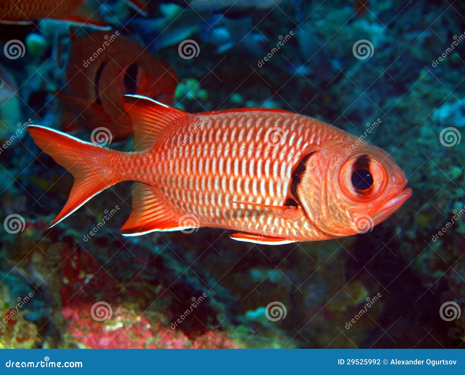 Fish-soldier stock photo. Image of world, animal, underwater - 29525992