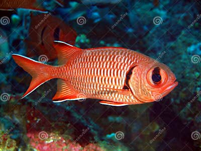 Fish-soldier stock photo. Image of world, animal, underwater - 29525992