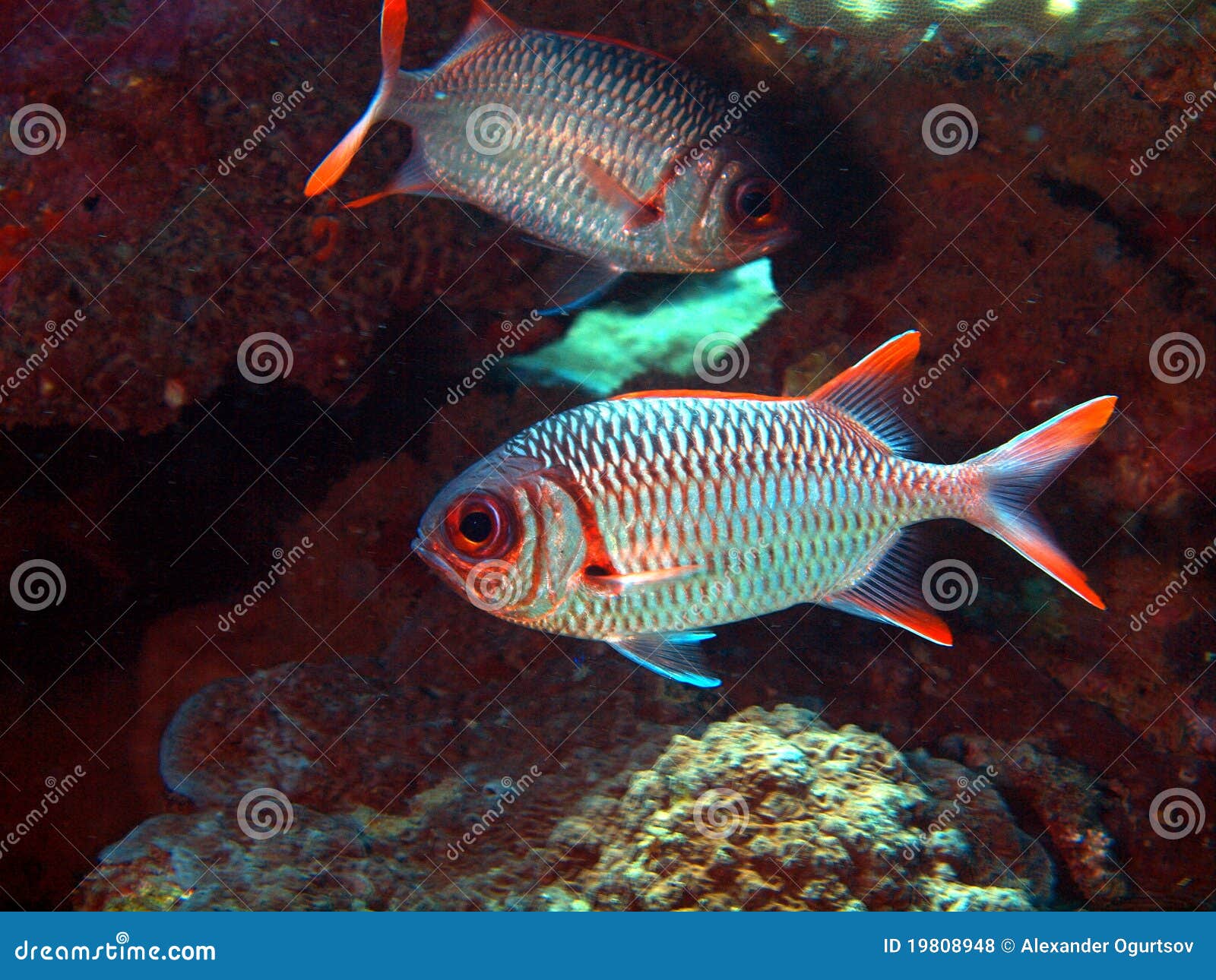 Fish-soldier before the Shelter Stock Photo - Image of world, vietnam ...