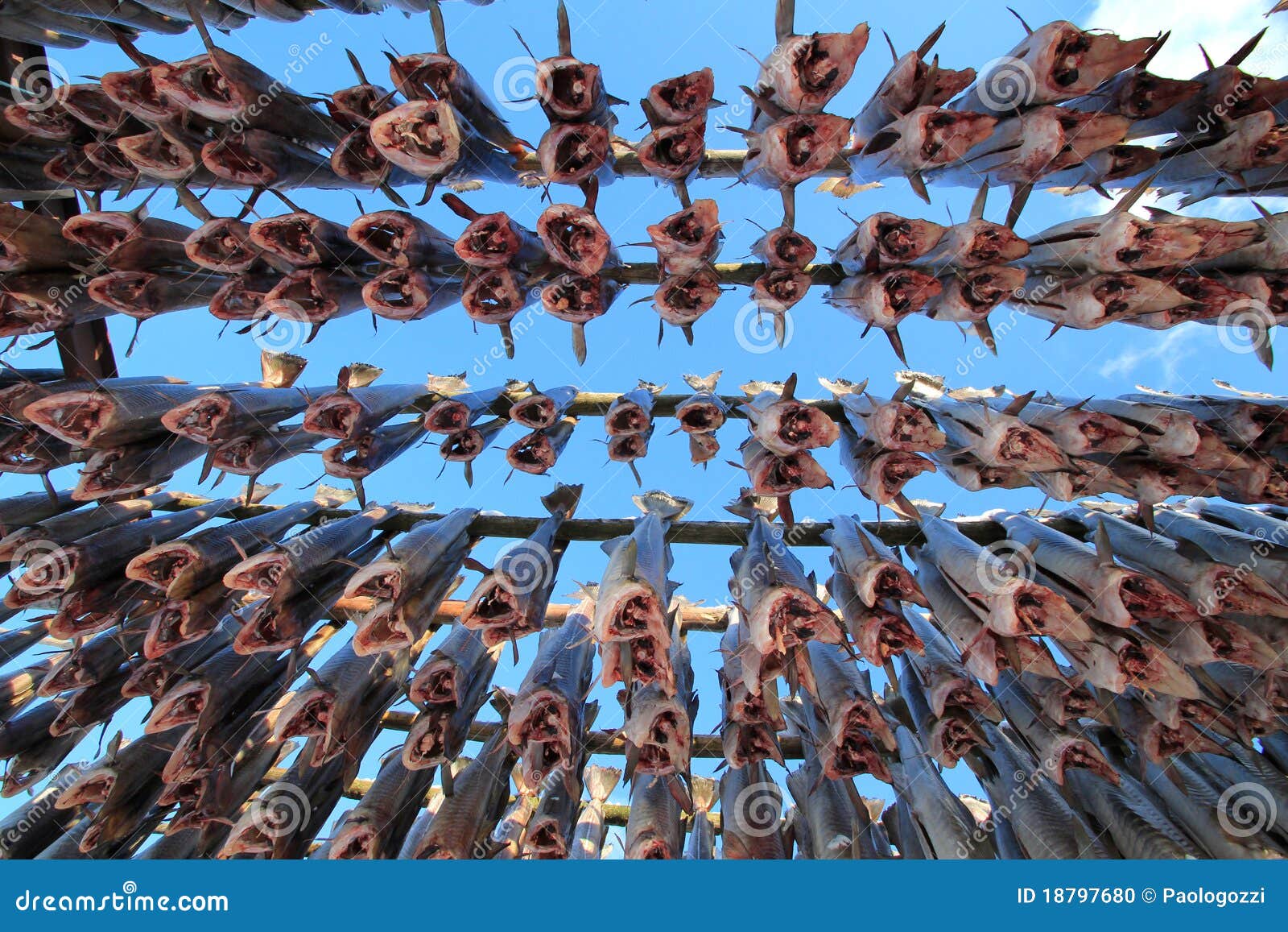 Fish soldiers stock photo. Image of fjord, food, circle - 18797680