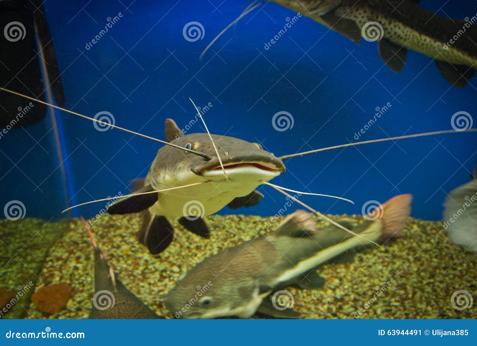 Fish som stock image. Image of glass, feeler, basalt - 63944491