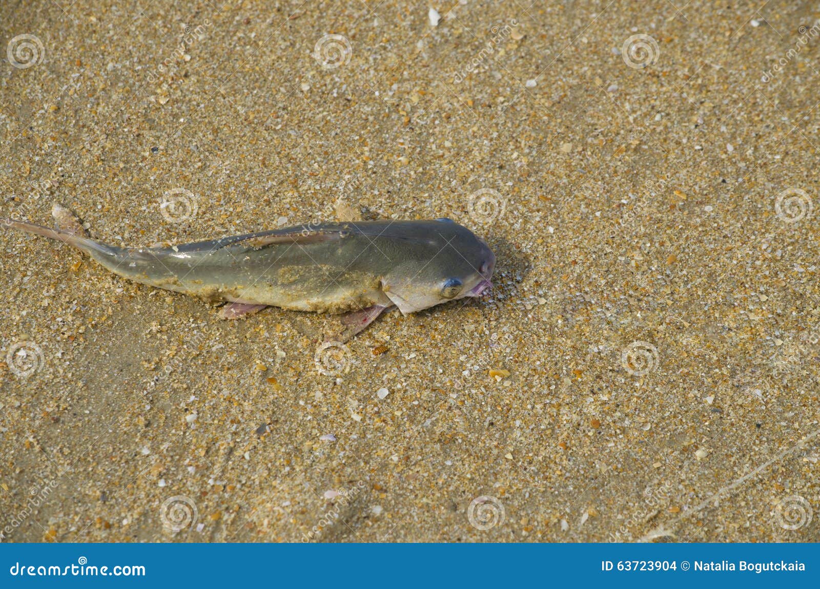 Fish Som Sea Sand Stock Photos - Free & Royalty-Free Stock Photos from ...