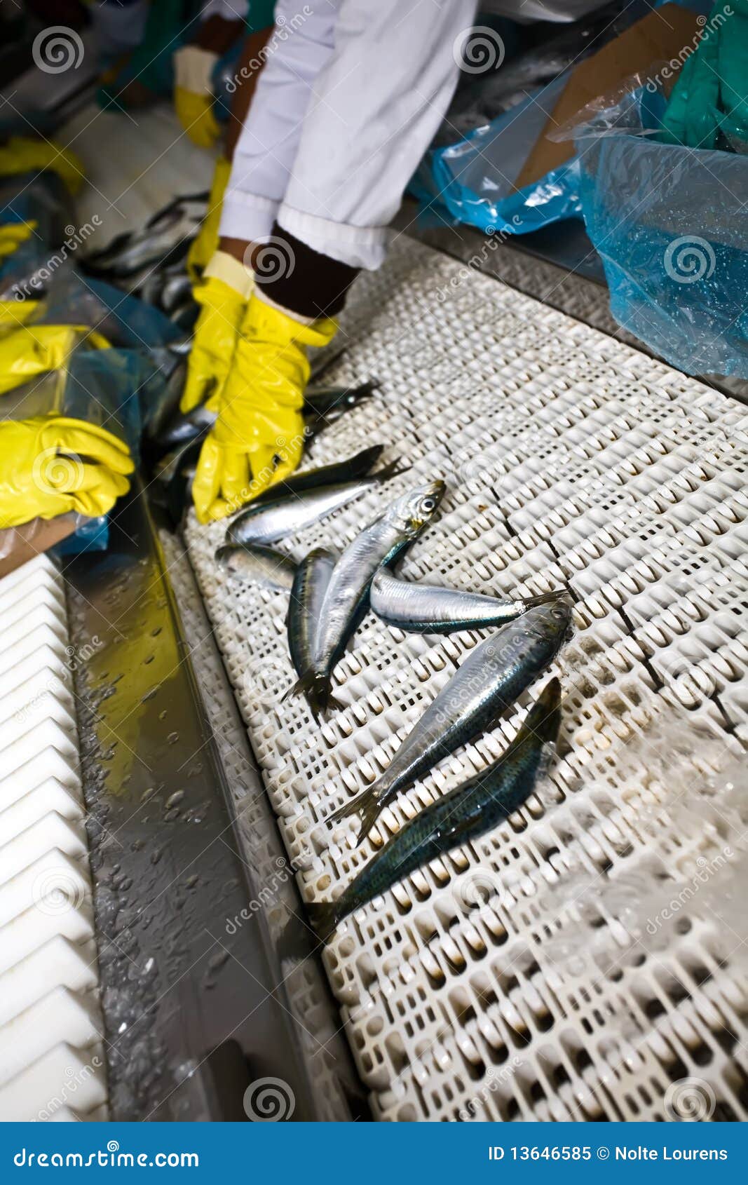 Fish sorting stock image. Image of body, plenty, industry - 13646585