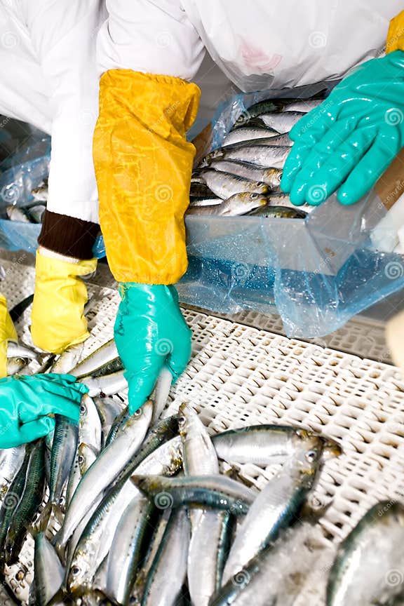 Fish sorting stock image. Image of sardine, clear, food - 13646639