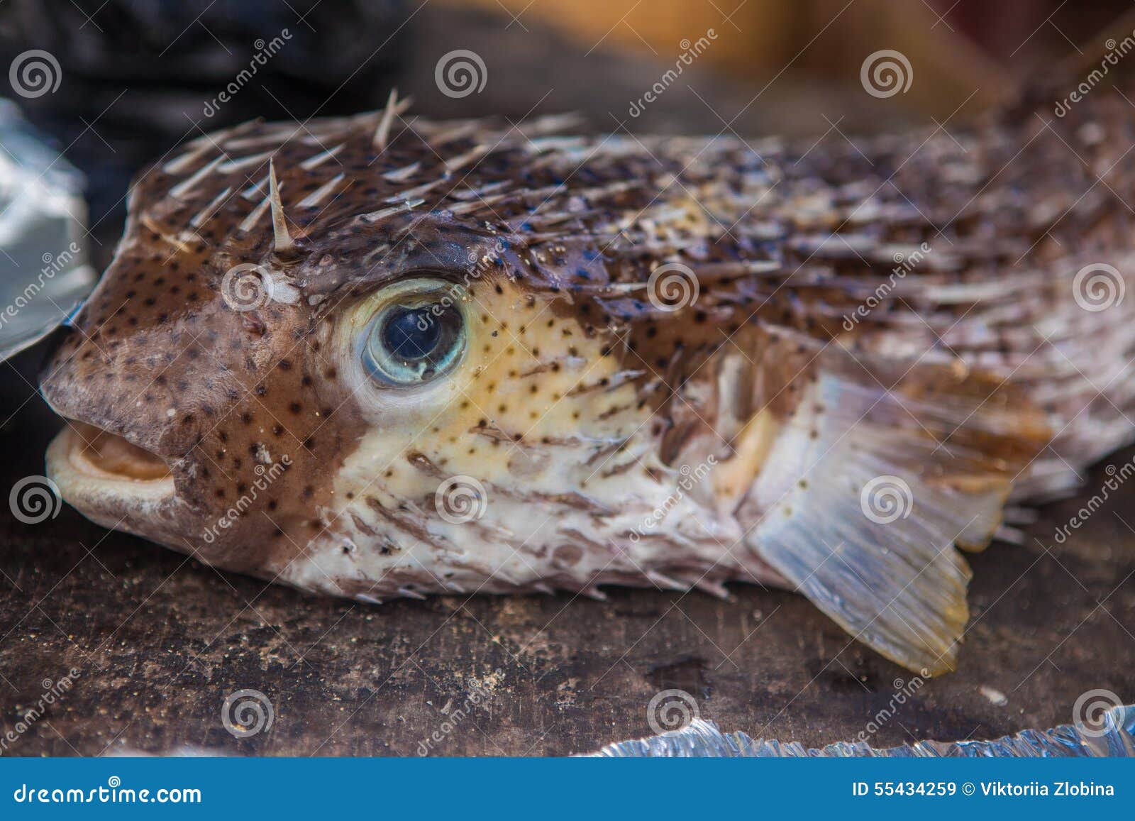 Fish stock image. Image of jamaica, still, caribbean - 55434259
