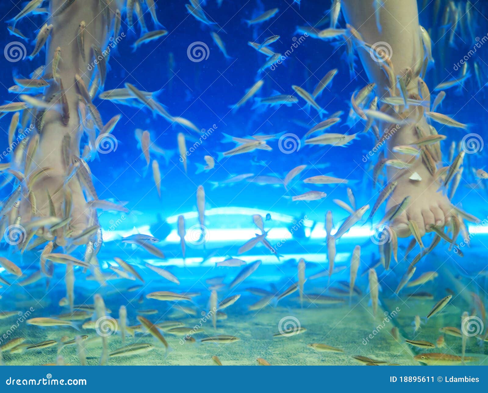 Fish spa stock image. Image of foot, treatment, thailand - 18895611