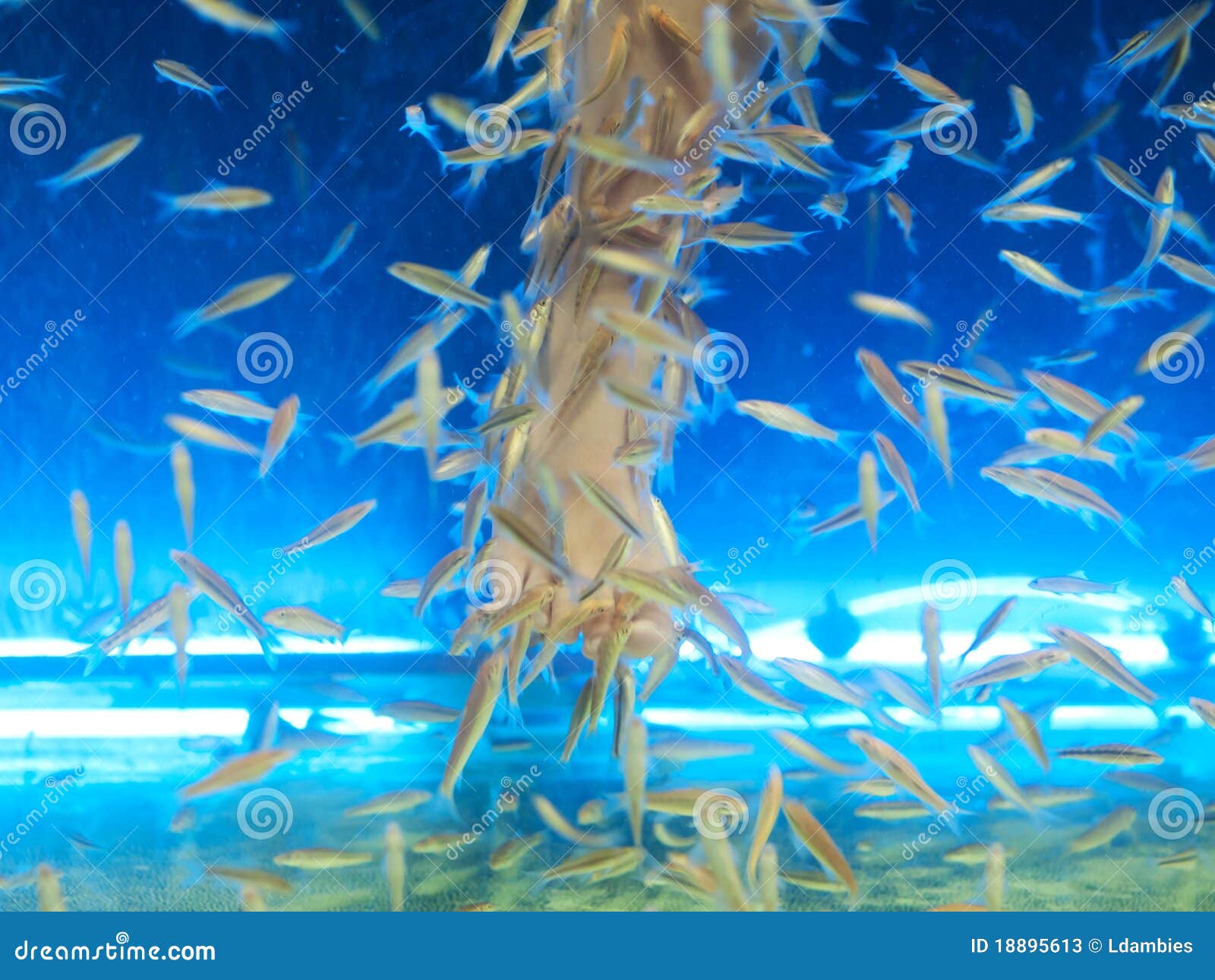 Fish spa stock image. Image of water, pure, swimming - 18895613