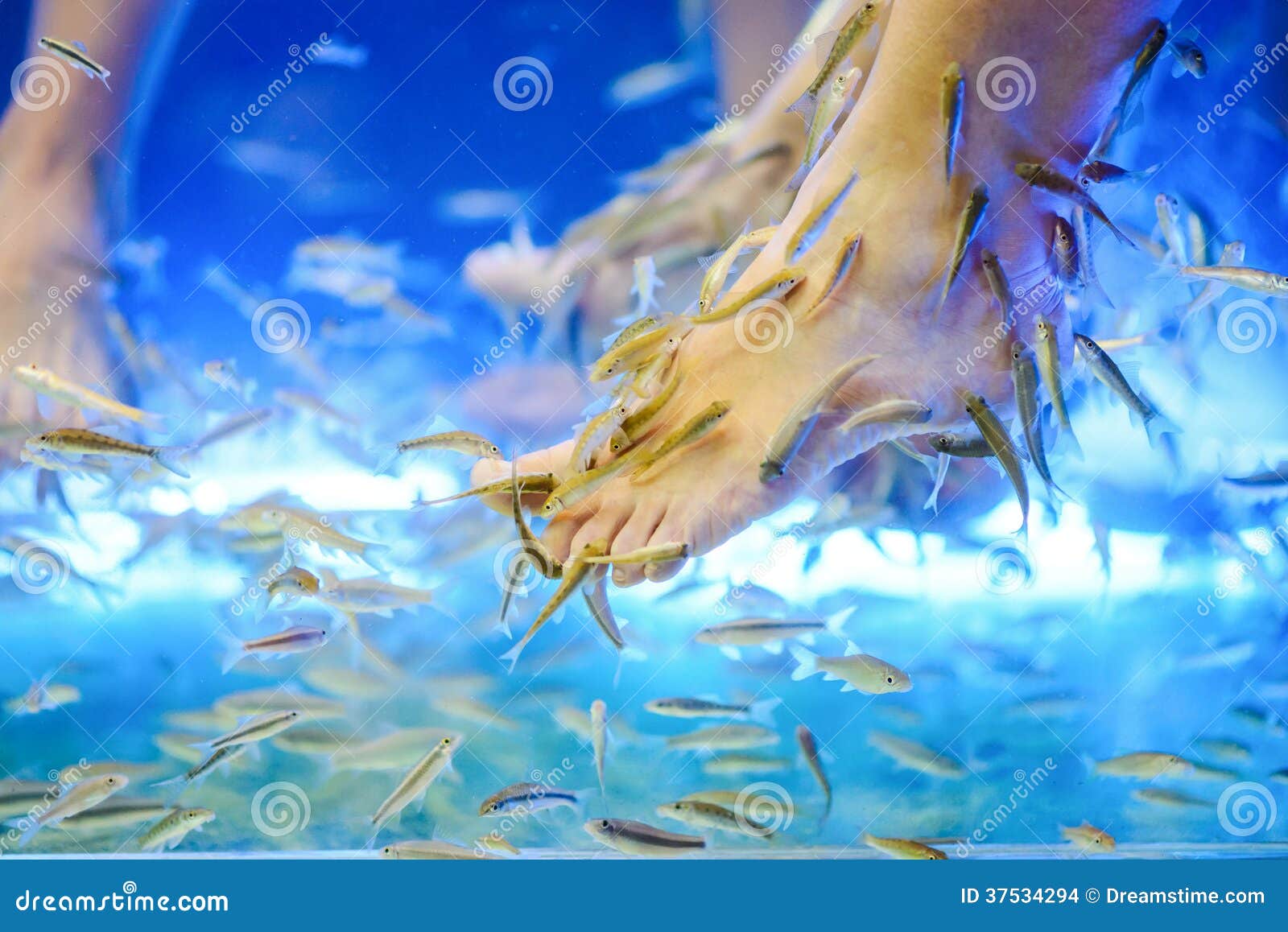 Fish Spa feet treatment. stock photo. Image of human - 37534294