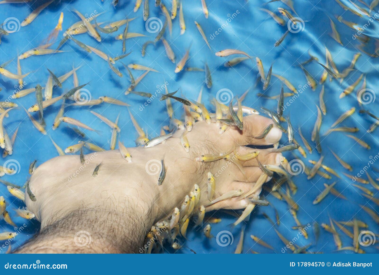 Fish spa foot therapy stock photo. Image of salon, finger - 17894570